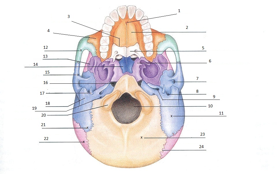 Skull Quiz